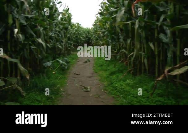 Corn path Stock Videos & Footage - HD and 4K Video Clips - Alamy