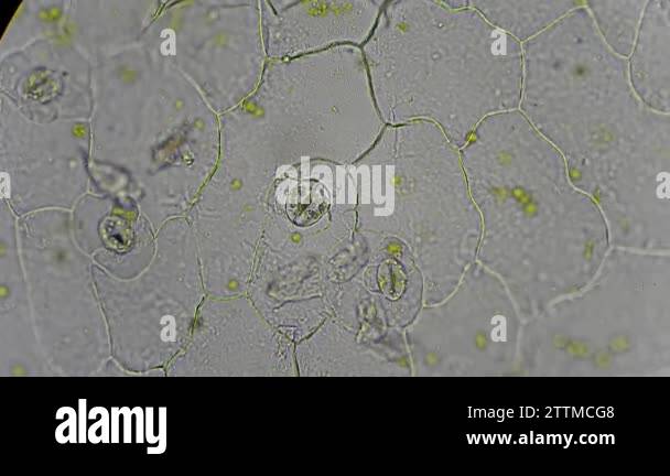 Live plant cells, stoma and chloroplasts under microscope Stock Video Footage - Alamy