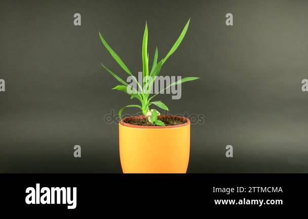 Yucca plant in orange flowerpot on black background. Yucca plant ...