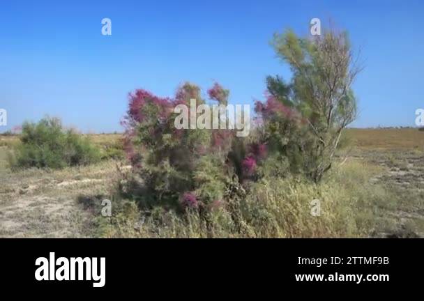 Saxaul tree Stock Videos & Footage - HD and 4K Video Clips - Alamy
