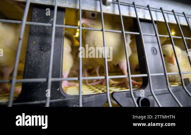 Chicken farm poultry 4k Stock Videos & Footage - HD and 4K Video Clips ...