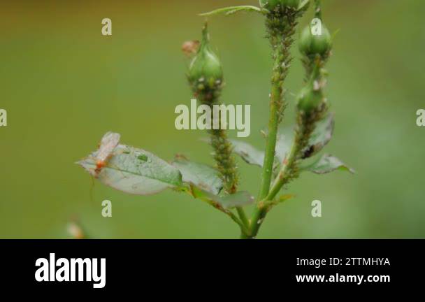 Rose stem with new shoots Stock Videos & Footage - HD and 4K Video ...