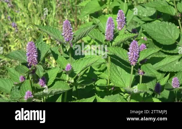 Fresh anise hyssop agastache foeniculum Stock Videos & Footage - HD and ...