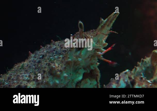 The Japanese spider crab is the largest living crab species, ultra hd ...