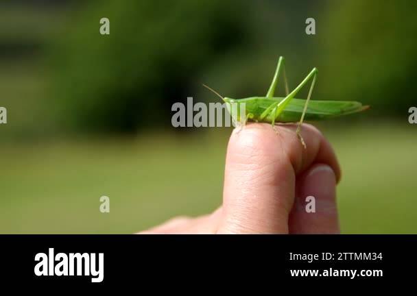 Grasshopper on finger Stock Video Footage - Alamy