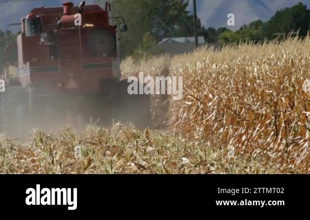Combine cutting corn field going Stock Videos & Footage - HD and 4K ...