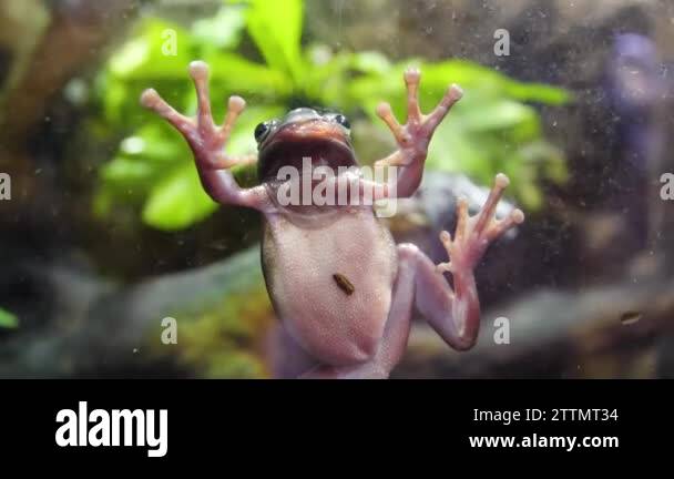 American bullfrog underwater Stock Videos & Footage - HD and 4K Video ...
