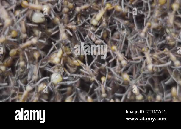 Army ants dorylinae Stock Videos & Footage - HD and 4K Video Clips - Alamy
