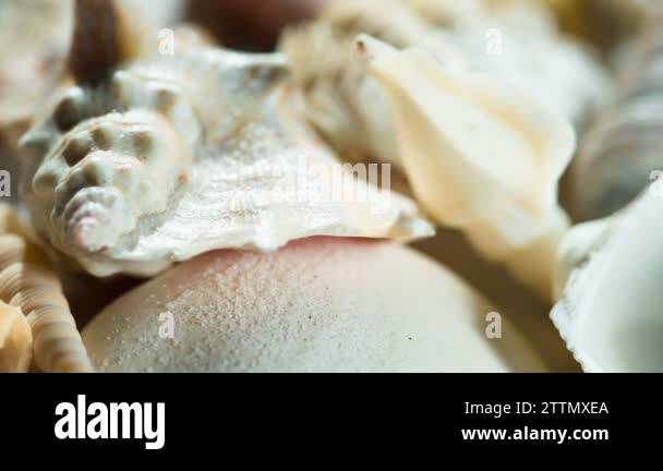 Variety sea shells Stock Videos & Footage - HD and 4K Video Clips - Alamy