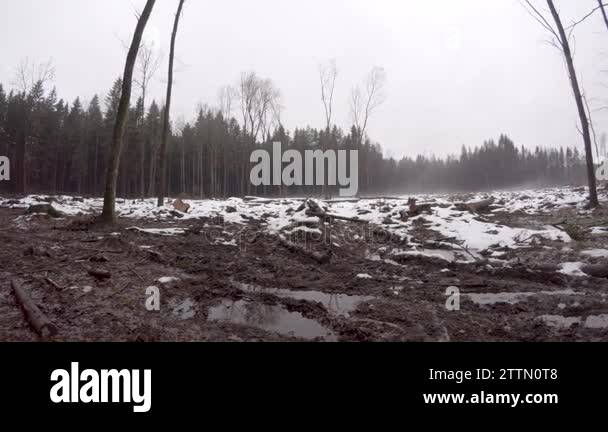 Mass deforestation. Ecological disaster. Large spaces changed by human ...