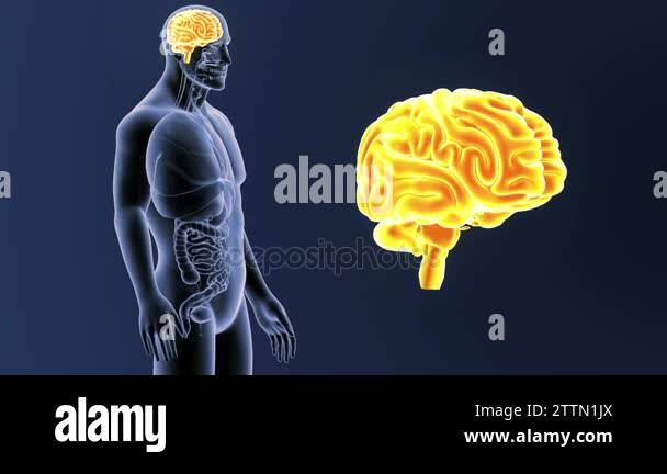 skeleton posterior view of human brain, out of body on blue background ...