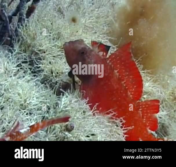 The most beautiful fish of the Black Sea. Triplefin blenny ...