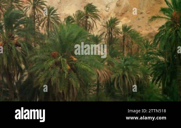 Sahara desert algeria tree Stock Videos & Footage - HD and 4K Video ...