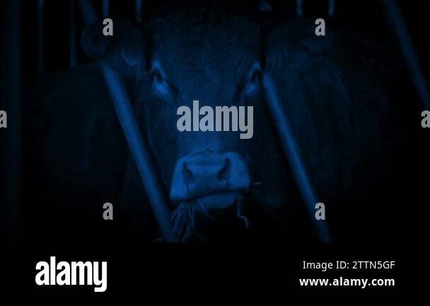 Cow straw Stock Videos & Footage - HD and 4K Video Clips - Alamy