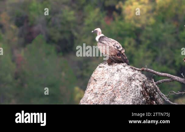 Vulture rock Stock Videos & Footage - HD and 4K Video Clips - Alamy