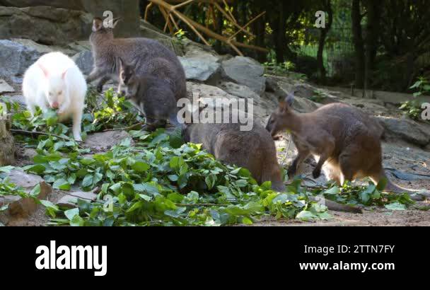 Wallaby head kangaroo marsupial cute Stock Videos & Footage - HD and 4K Video Clips - Alamy