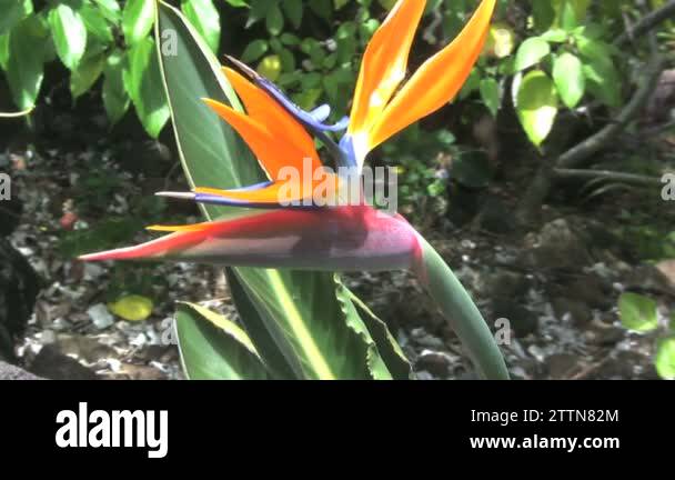 Kauai flower Stock Videos & Footage - HD and 4K Video Clips - Alamy