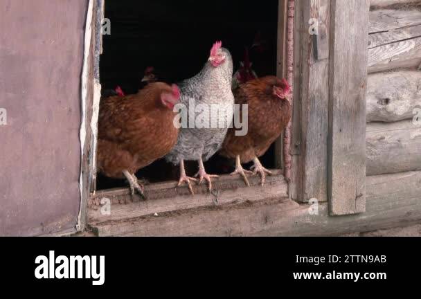 Chickens in a barnyard Stock Videos & Footage - HD and 4K Video Clips ...