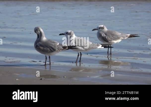 Three sea Stock Videos & Footage - HD and 4K Video Clips - Alamy