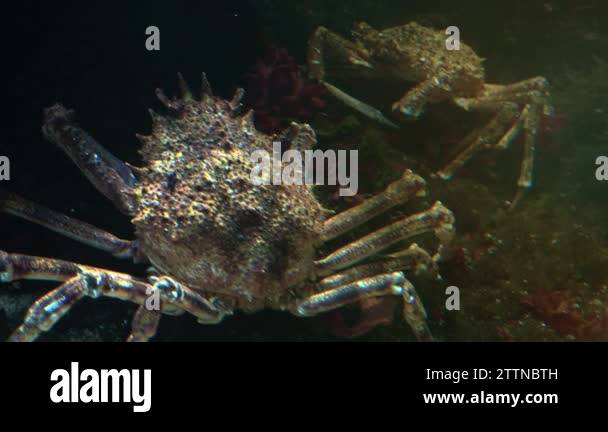 The Japanese spider crab is the largest living crab species, ultra hd ...