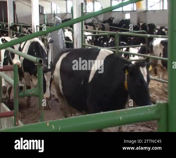 People performing biological decontamination and disinfection after ...