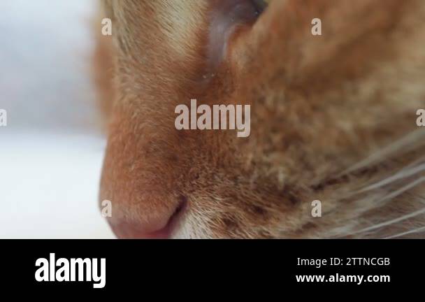 Blinking cat Stock Videos & Footage - HD and 4K Video Clips - Alamy