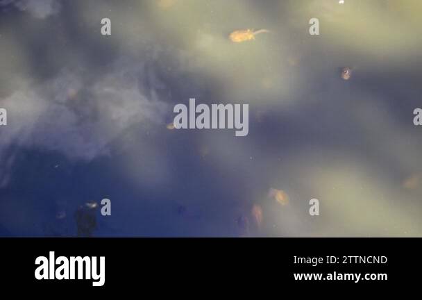 Dead tadpoles Stock Videos & Footage - HD and 4K Video Clips - Alamy
