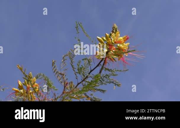 Bird paradise blue sky bird of paradise plant Stock Videos & Footage ...