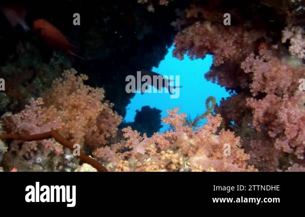 School of perch fish grouper underwater on background of coral in ...