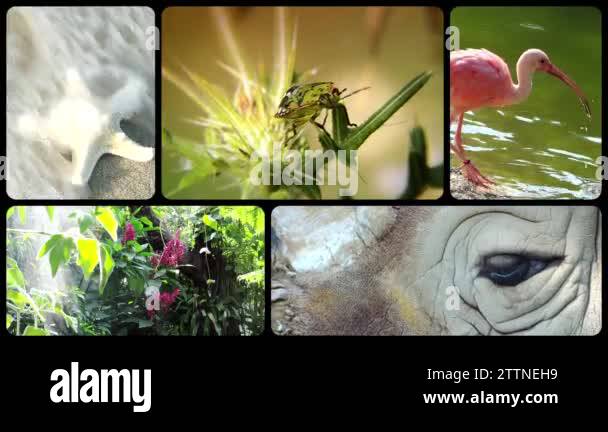 Creature collage Stock Videos & Footage - HD and 4K Video Clips - Alamy