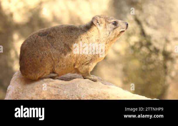 Rock hyrax (Procavia capensis), also called rock badger and Cape hyrax ...