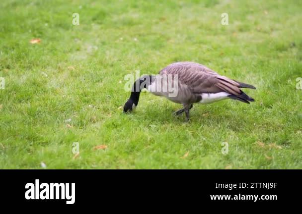 Grazing goose Stock Videos & Footage - HD and 4K Video Clips - Alamy