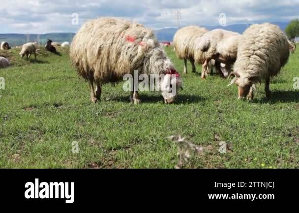 Herd of grazing white uncultivated sheep in Georgia.A group of sheep ...