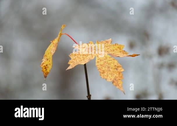 Field maple leaf acer campestre Stock Videos & Footage - HD and 4K ...