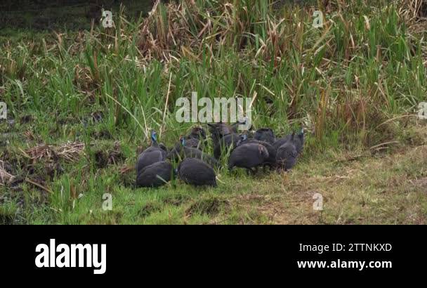 Helmeted Guineafowl, numida meleagris, Masai Mara Park in Kenya, Real ...