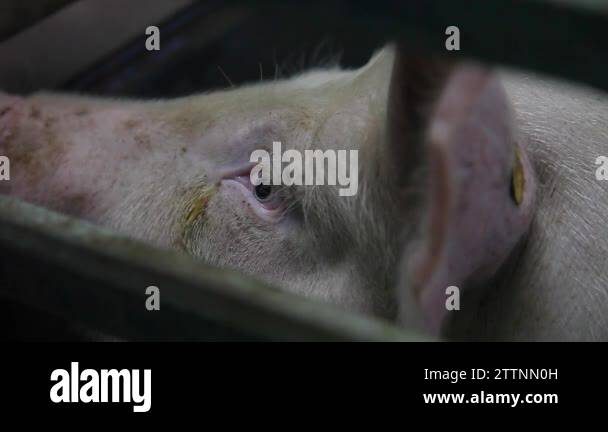 The pigsty Stock Videos & Footage - HD and 4K Video Clips - Alamy