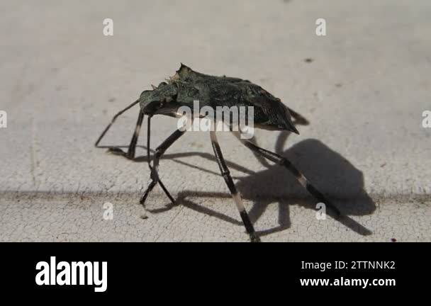 Bug antennas Stock Videos & Footage - HD and 4K Video Clips - Alamy