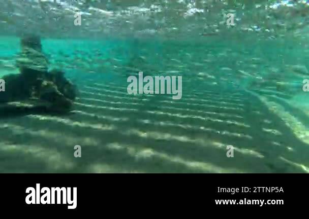 School of Orangespotted Trevally (Carangoides bajad) hunts under a pier ...