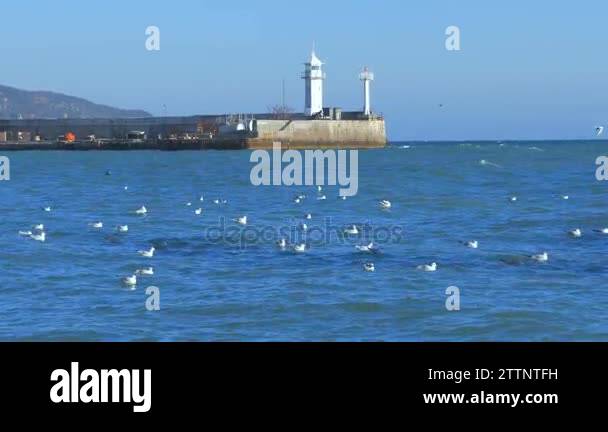 Bad seagull Stock Videos & Footage - HD and 4K Video Clips - Alamy