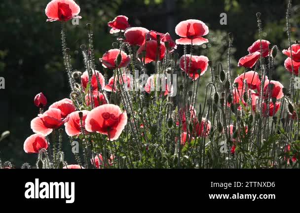 A huge poppy bush. A garden plot and a huge poppy bush. Bees and a huge ...