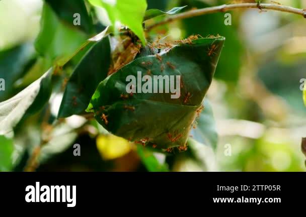 Ant tree nest Stock Videos & Footage - HD and 4K Video Clips - Alamy
