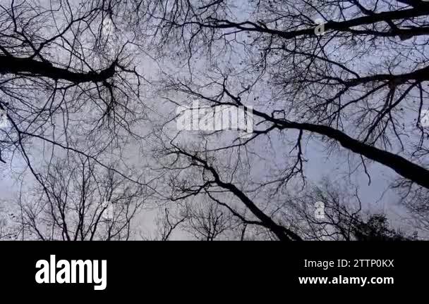 Looking up at the oak trees in winter in a strong windy day in 4K Stock ...