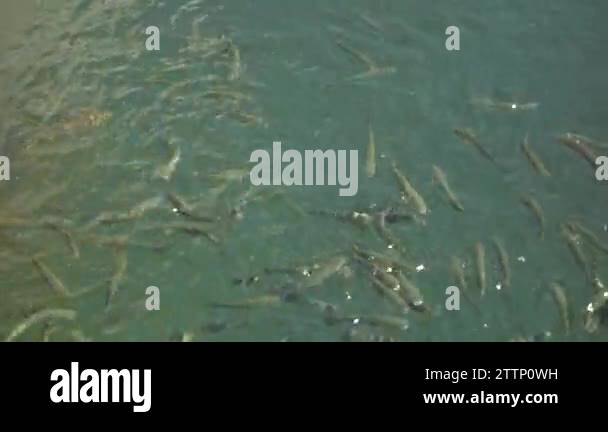 Fish on sea water Stock Videos & Footage - HD and 4K Video Clips - Alamy