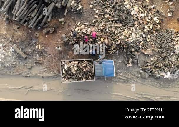 A group of workers loading wood on a truck. Deforestation, loading ...