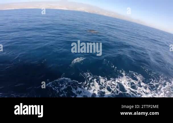 Dolphin watching nature tourism Stock Videos & Footage - HD and 4K ...