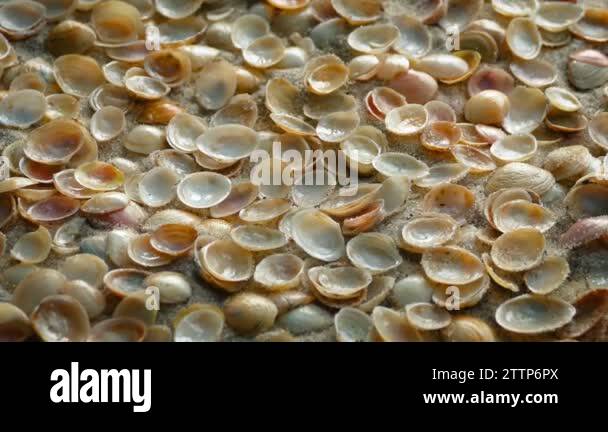 Seashells covering sand Stock Videos & Footage - HD and 4K Video Clips ...
