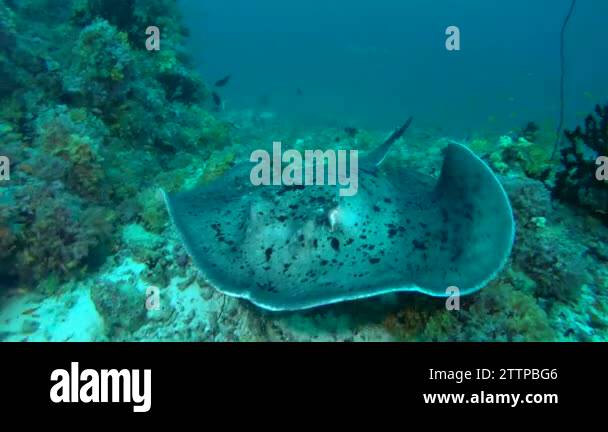 Giant ribbon ray fish Stock Videos & Footage - HD and 4K Video Clips ...