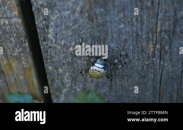 Praying spider Stock Videos & Footage - HD and 4K Video Clips - Alamy