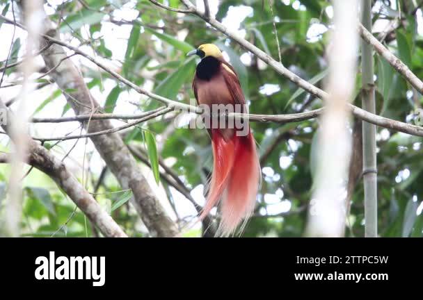 Raggiana Bird-of-paradise (Paradisaea raggiana) in Varirata National ...