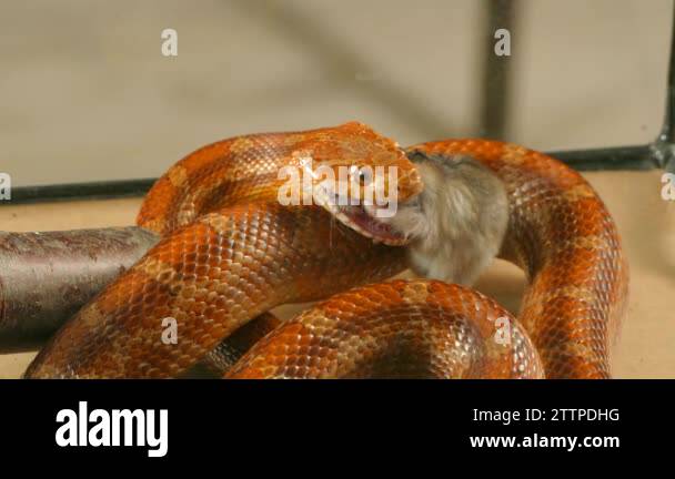 Mouse snake Stock Videos & Footage - HD and 4K Video Clips - Alamy
